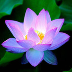 The Untamed - Wuji Flute Solo Sheet Music for Flute (Solo) | MuseScore.com