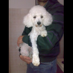 El Perdon - Enrique Iglesias e Nicky Jam Sheet Music for Piano (Solo ...