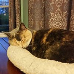 Fancy (Twice) for Clarinet Sheet Music for Clarinet in b-flat (Solo ...